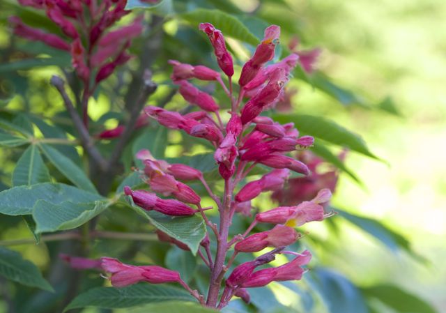 Ken Druse on Lost Plants – A Way to Garden with Margaret Roach – July ...